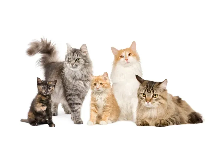 8 Jenis Kucing Peliharaan untuk Temani Hari-Harimu